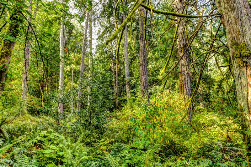 Trees Along a Forest Pathway on Salt Spring Island Stock Image - Image ...