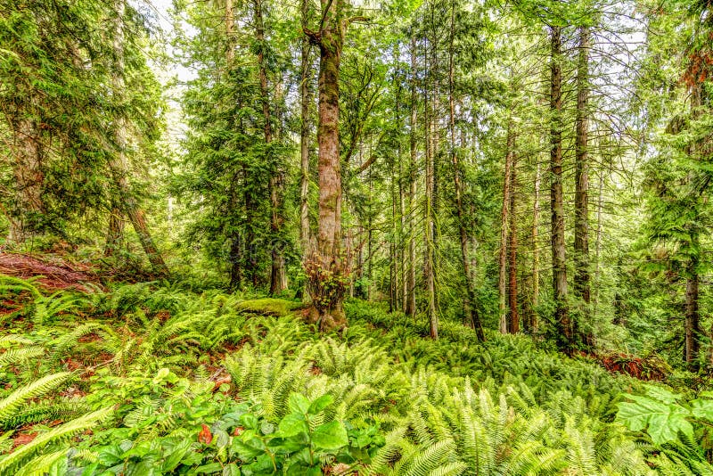Trees Along a Forest Pathway on Salt Spring Island Stock Image - Image ...