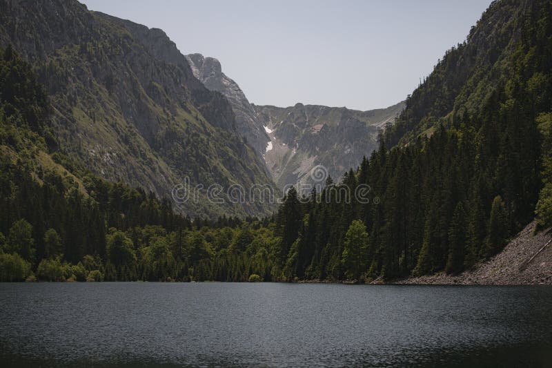 Trees Along Lake Shore by Mountains Covered in Forests Stock Image ...