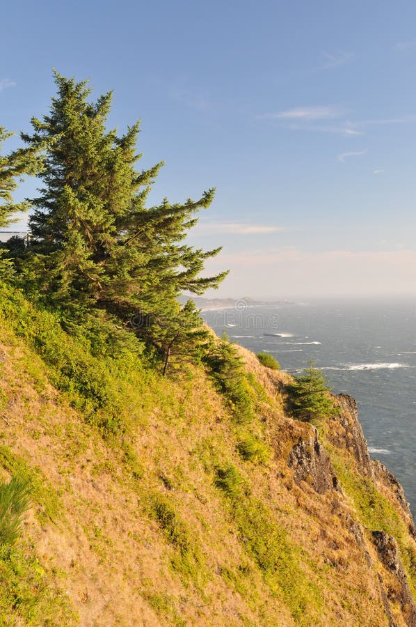 Trees Along the Ocean Cliff Stock Image - Image of coastline, lookout ...