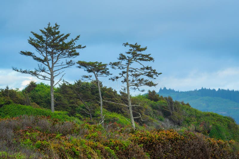 A Windswept Tree On A Bluff Stock Photo - Image of windy, caribbean ...