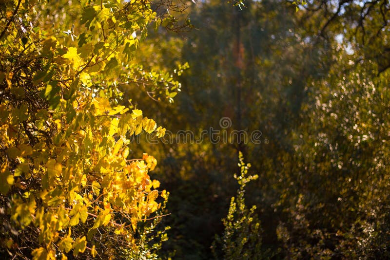Trees Along Path stock photo. Image of brown, autumn - 62663336
