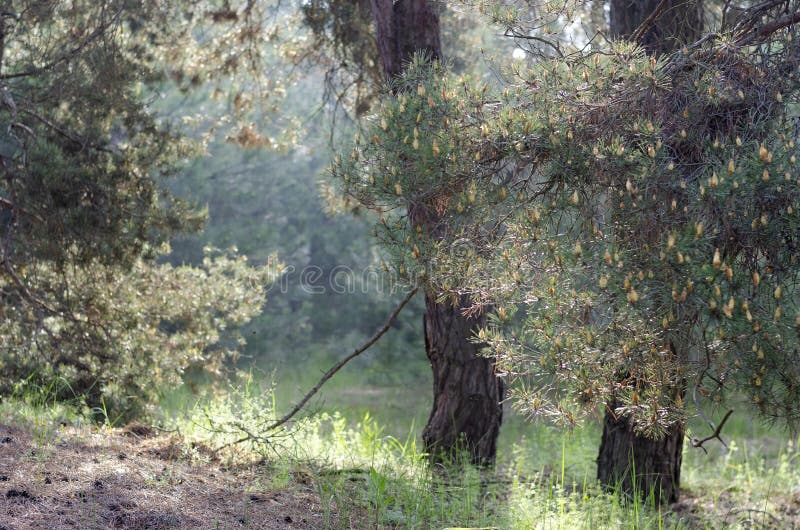 A walk in the spring park stock image. Image of phyto - 148340127