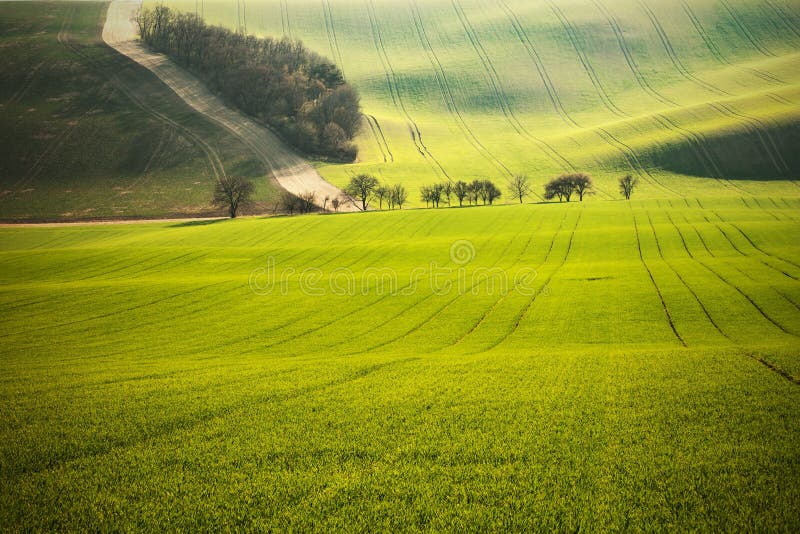 Trees Along a Path through a Rolling Spring Field with Traces of ...