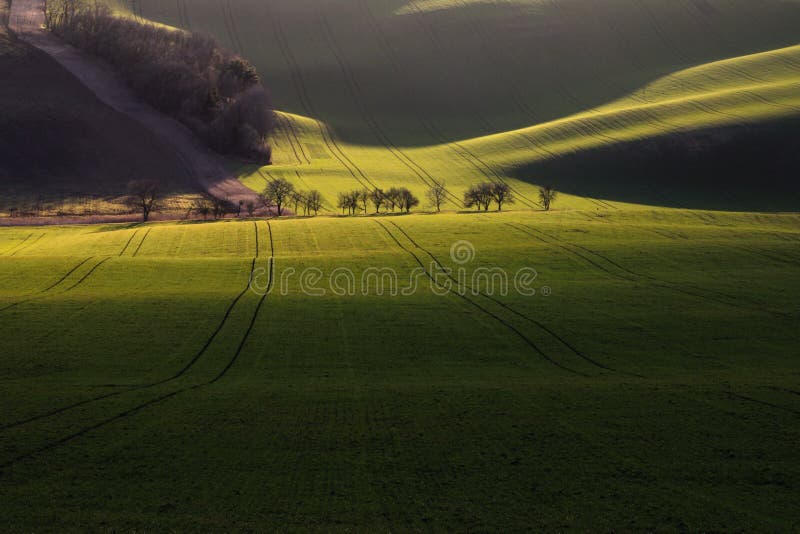 Trees Along a Path through a Rolling Spring Green Fields with Traces of ...