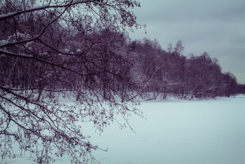 Trees Along the River Covered with Snow. Winter Landscape at the Cold ...