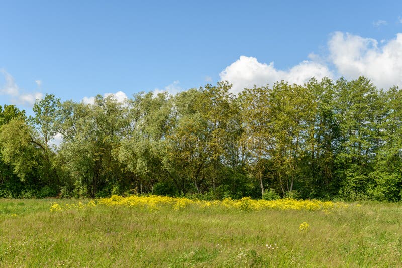 Trees Along a River in Spring Stock Image - Image of outdoors ...