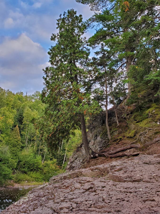 Trees Along the River stock image. Image of nature, rocks - 160407173