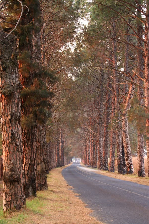 Trees along road stock photo. Image of nature, road, endless - 237274