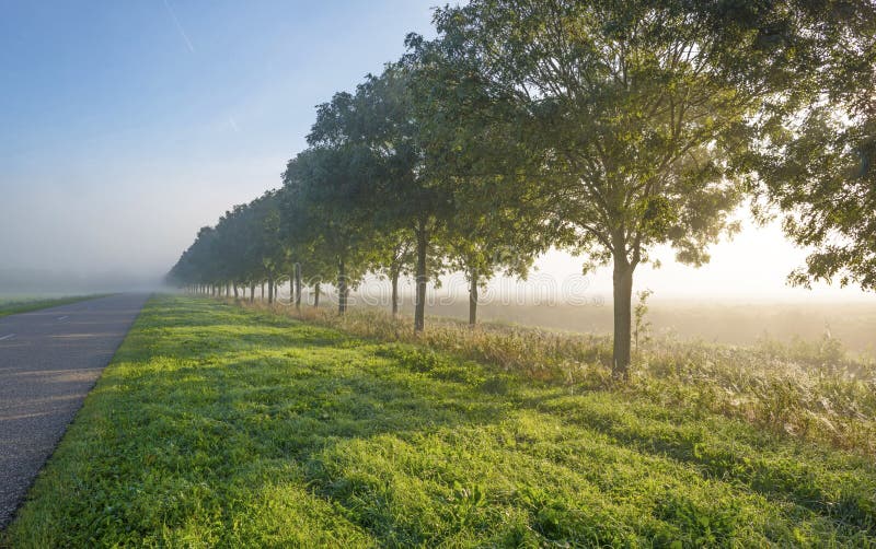 Trees Along a Road through a Foggy Countryside Stock Photo - Image of ...