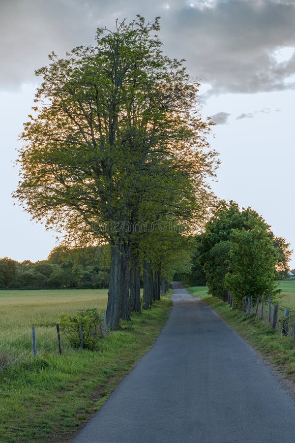 Trees Along a Road Shimmer Orange in the Light of the Setting Sun ...