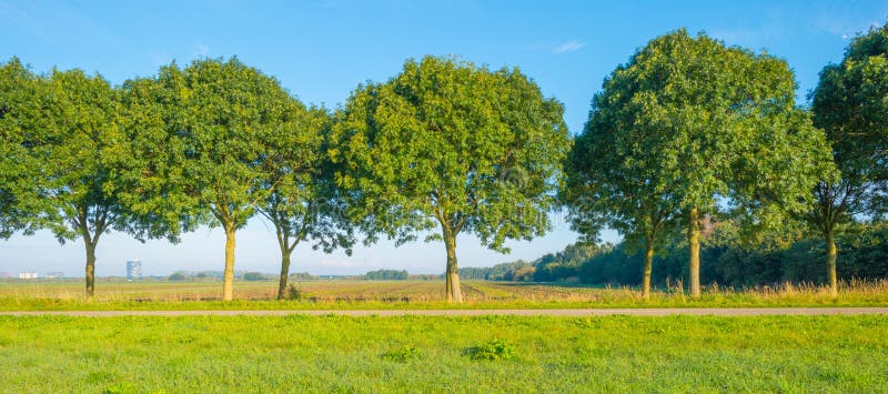 Trees Along a Road in Summer Stock Image - Image of scenic, sunlight ...