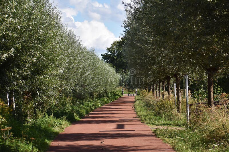 Green Trees Along the Roadside. Stock Image - Image of growing ...