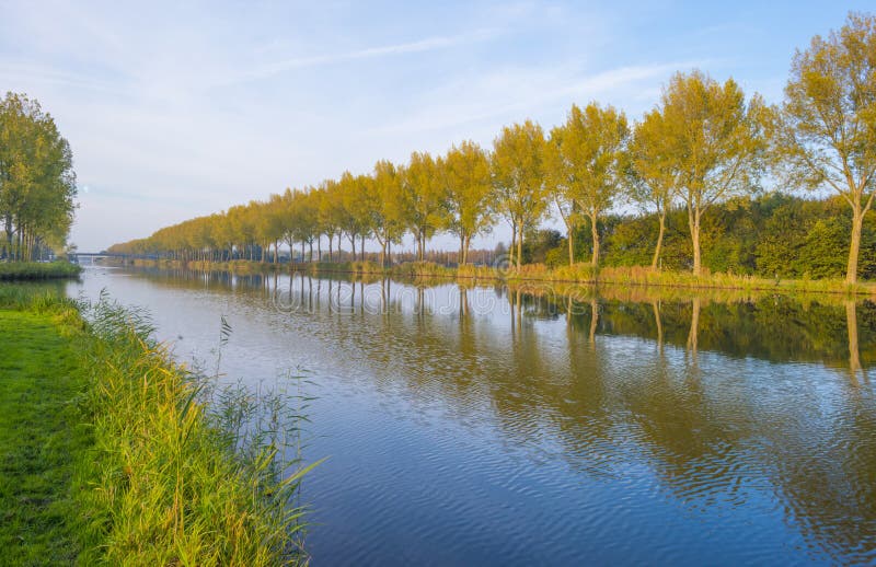 Trees Along the Shore of a Canal in a Residential Area in Sunlight at ...