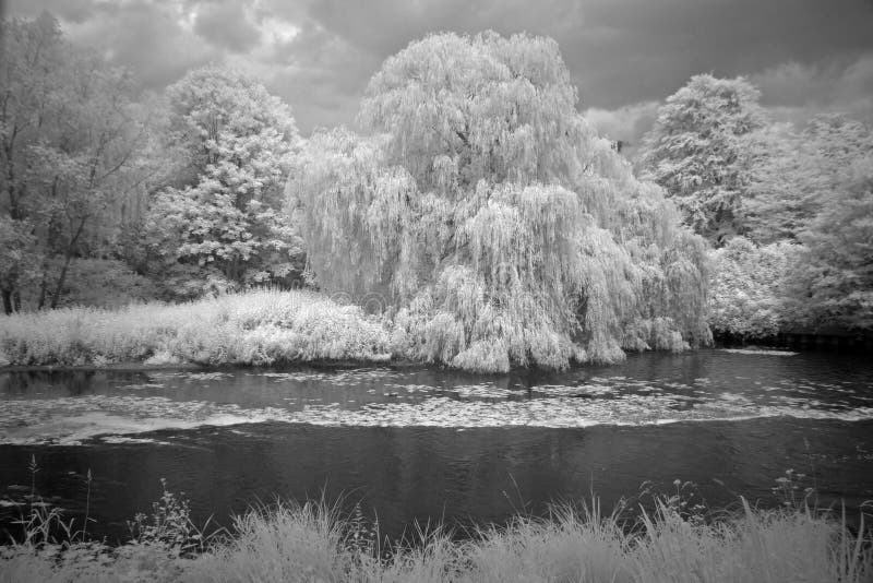 Trees Along Stream in Infrared Light in Nordhorn Stock Image - Image of ...