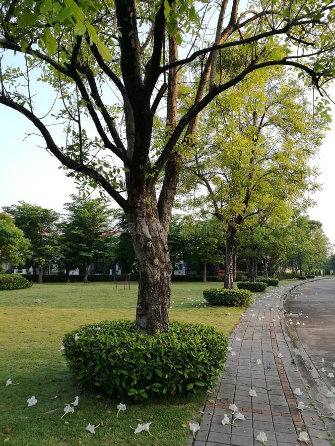 Trees Along Walkway in Garden Stock Photo - Image of falling, season ...