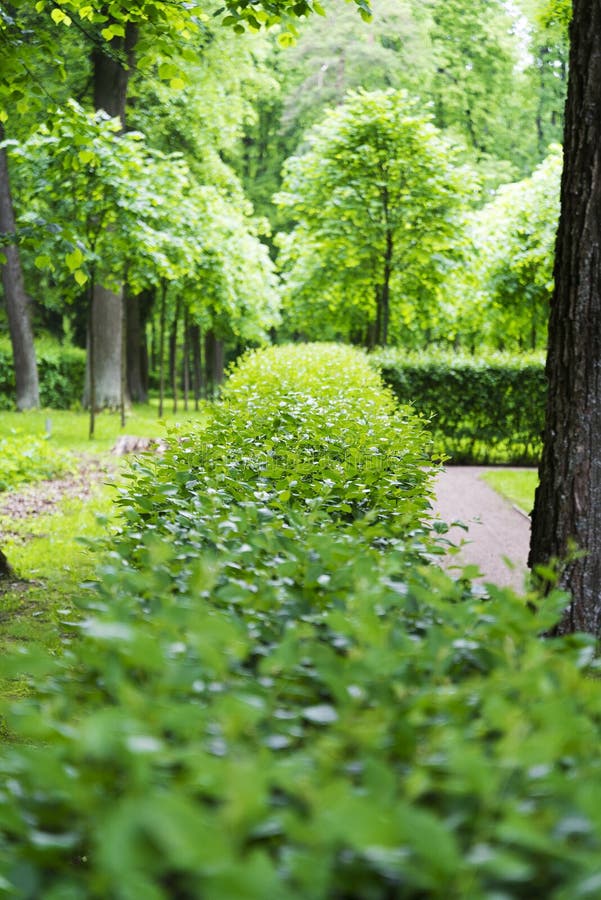 The Trees Along the Walkway and Lawn. Stock Photo - Image of outdoor ...
