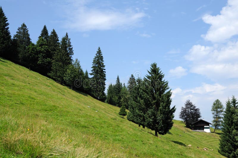 Trees in the Alps stock photo. Image of summer, outdoors - 10452538