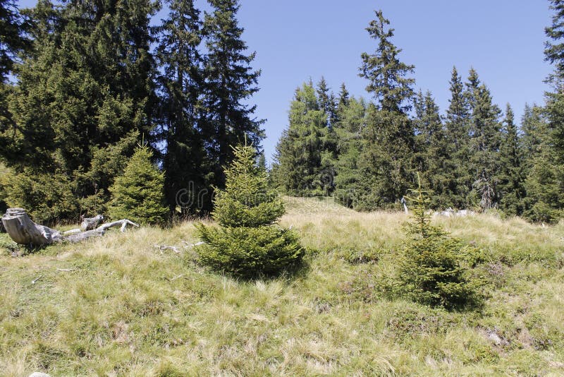 Trees stock image. Image of mountaineering, alps, outdoor - 85161195