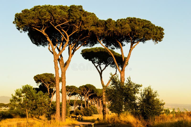 Trees in the Ancient Rome during the Sunset Stock Photo - Image of ...