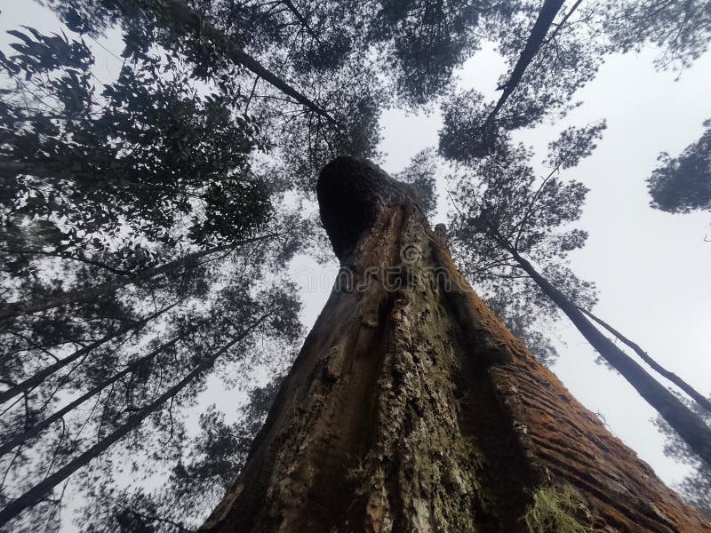 The Trees from Ant Point of View Stock Image - Image of trees, tree ...