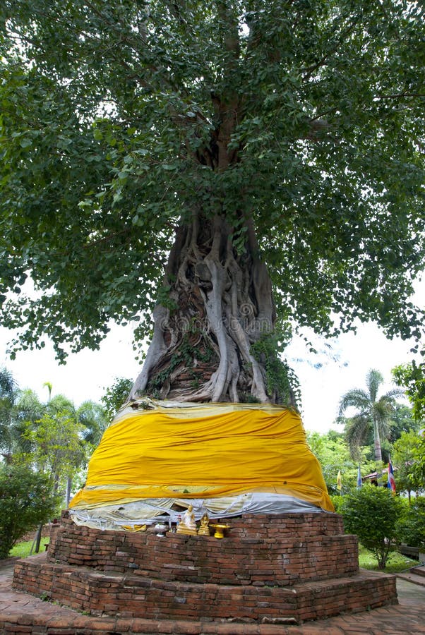 Trees on the Archaeological Site, Head Buddha in Thailand Editorial ...