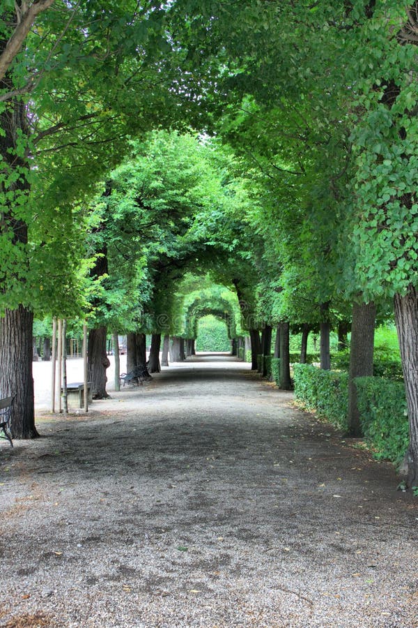 Trees Arching Over a Pathway Stock Photo - Image of natures, tree ...