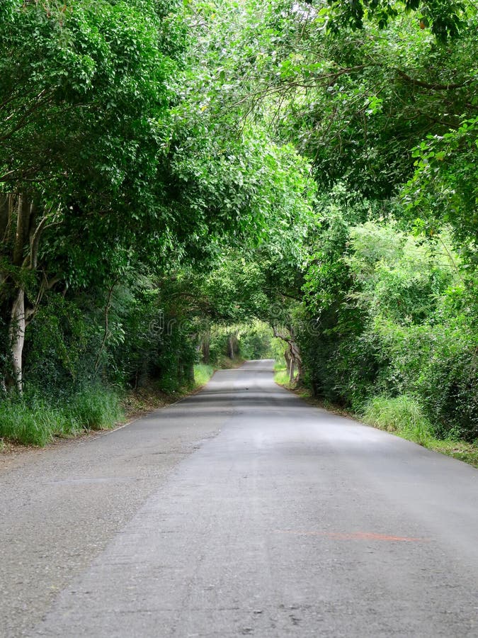 Trees Arching Over Road with Converging Lines at the Horizon of a Long ...