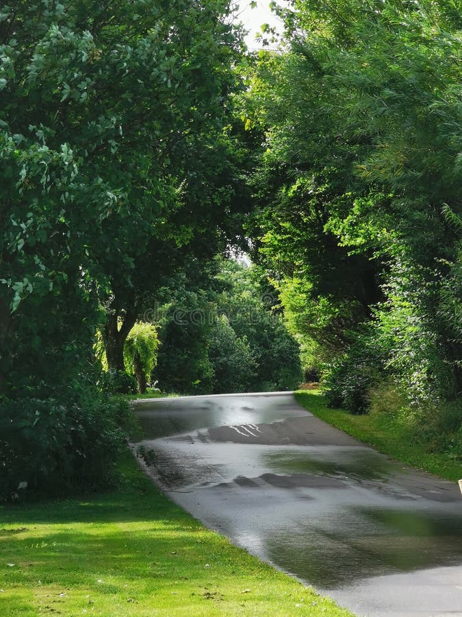 Trees Arching Over Road with Converging Lines at the Horizon of a Long ...