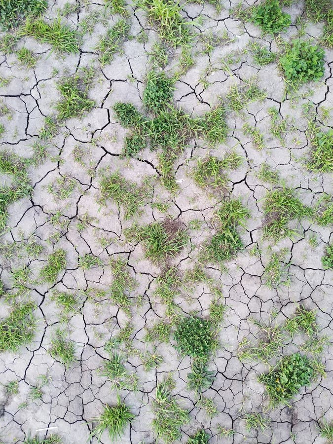 Trees that Arise on Dry Land are Ideal for Presentations Selective ...