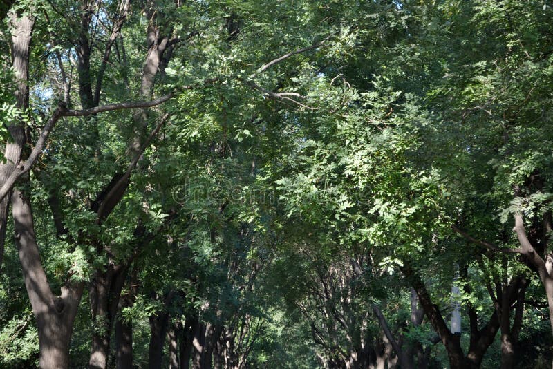 The Trees Around Beijing. Pic Was Taken in 2017 Stock Photo - Image of ...