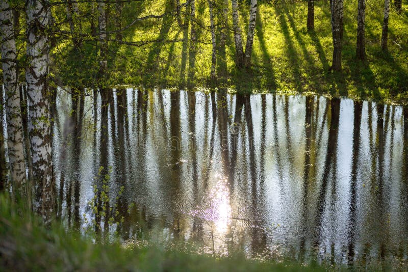 Trees Around the Lake Reflected in the Water Stock Image - Image of ...