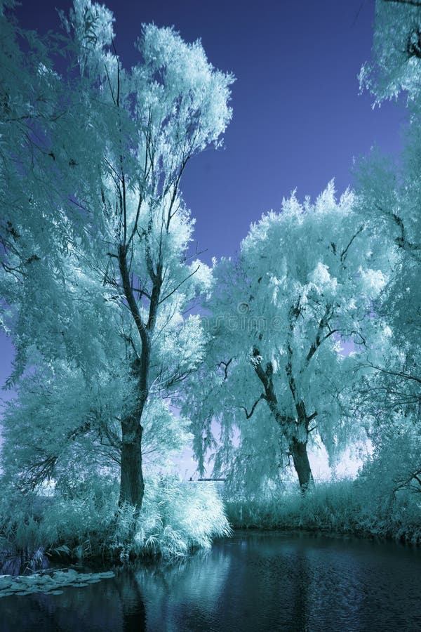 Trees Around Small Pond in Infrared Light Stock Photo - Image of lights ...