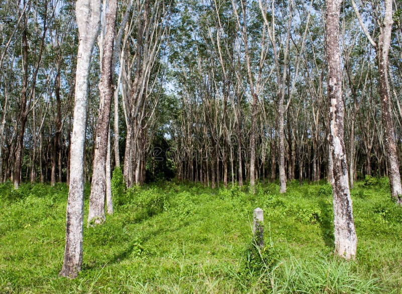 Trees in Asia stock image. Image of leaves, trees, asia - 17628869