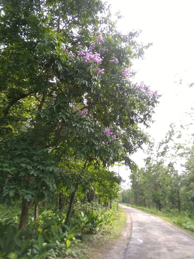 Jarul tree stock image. Image of trees, forest, assam - 122928089