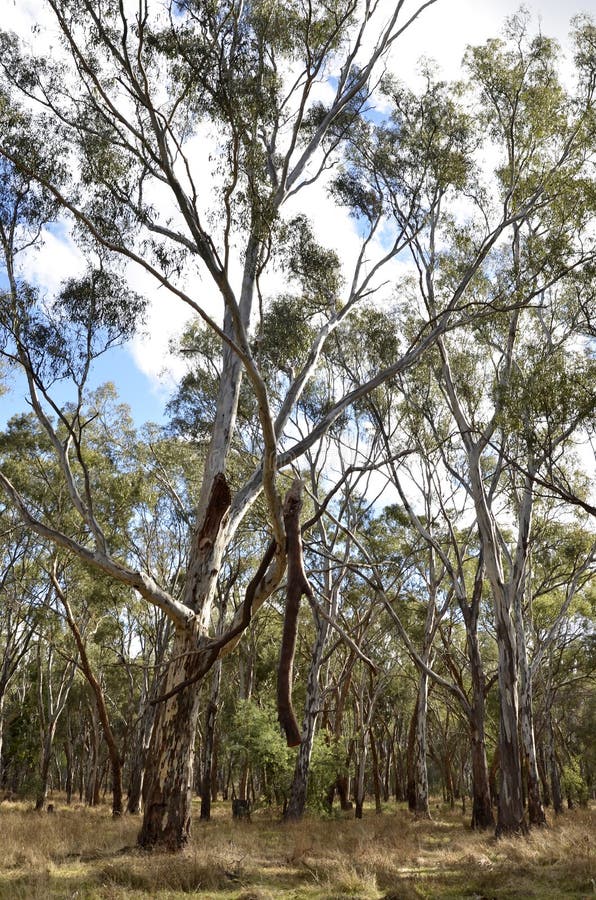 Ghost Gum Tree stock photo. Image of tall, shade, eucalyptus - 1115578