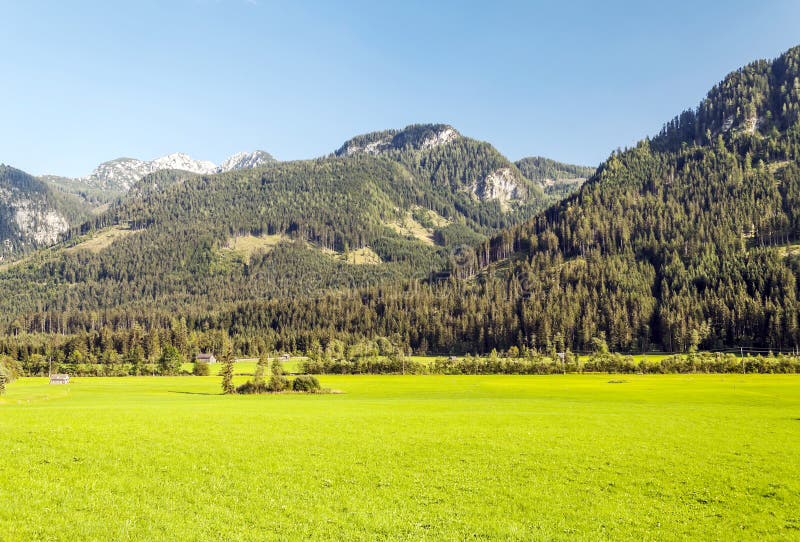 Trees in Austria stock image. Image of grass, holidays - 64796527