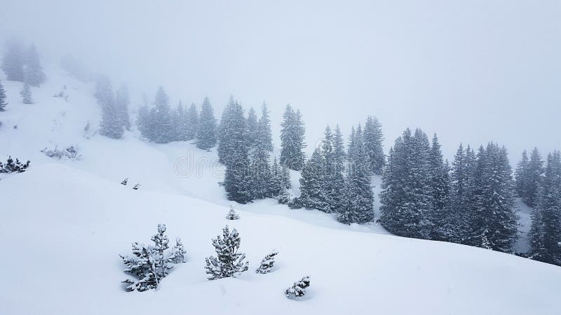 Trees in the Austrian Alps stock photo. Image of snow - 87521318