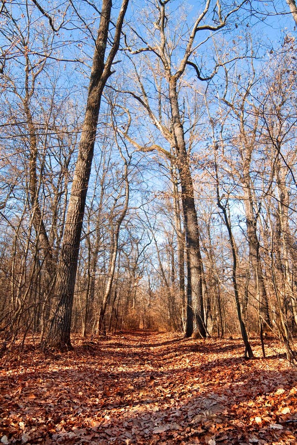 Trees during autumn stock image. Image of november, harmony - 22823179