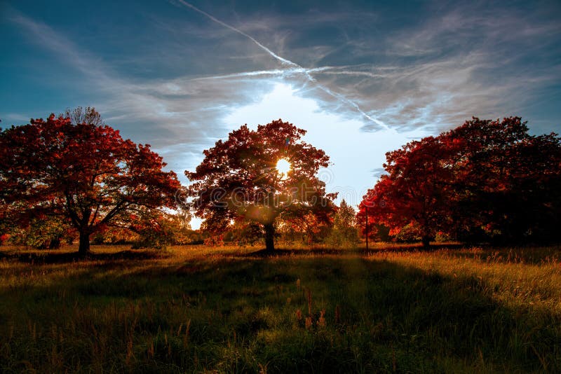 Trees in autumn stock photo. Image of horizon, tree - 260110440