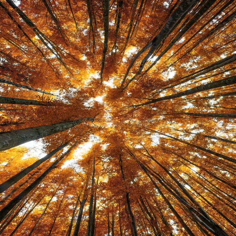 High beech trees stock photo. Image of nature, national - 31525974