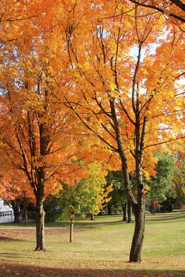 Trees & Autumn colors stock photo. Image of park - 11460858