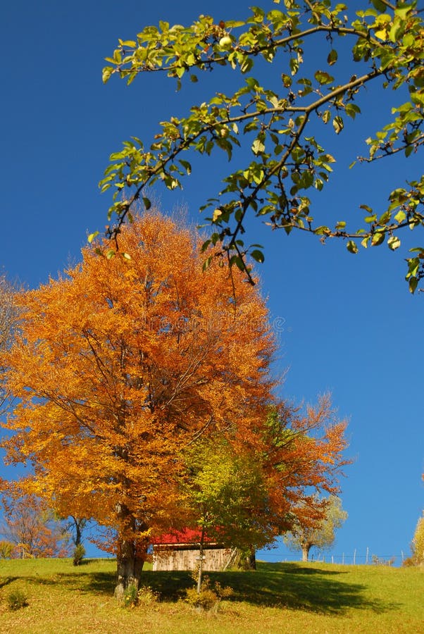 Trees autumn colors stock image. Image of autumn, october - 11513509
