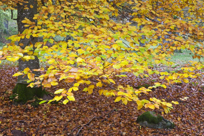 Trees with autumn colors stock image. Image of foliage - 19855529