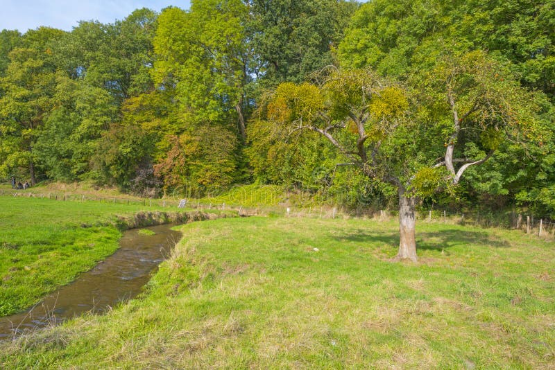 Trees in Autumn Colors Along a Stream in a Meadow in Sunlight Stock ...