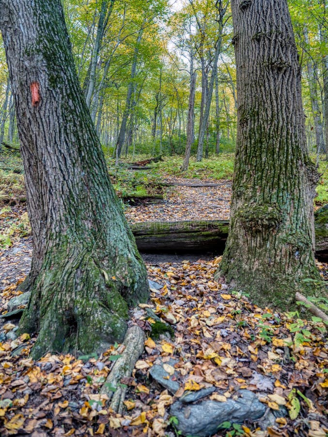Trees among Autumn Colors, Dead Tree Laying on the Ground Stock Image ...
