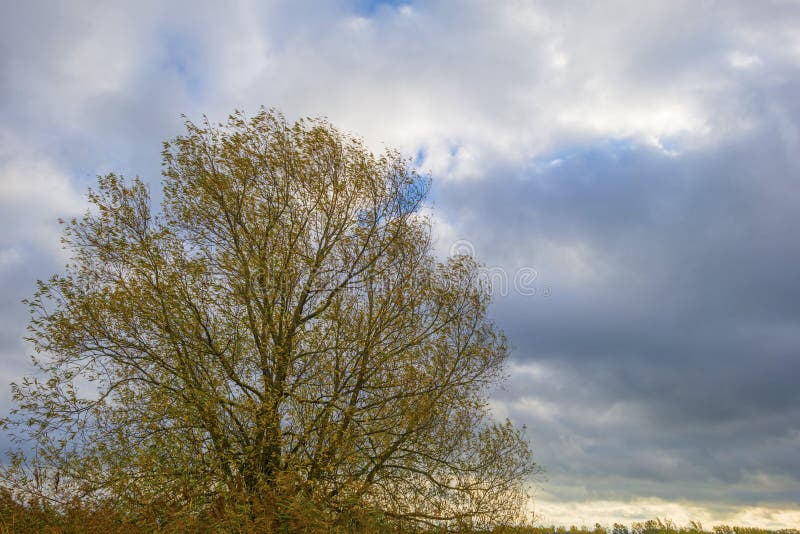 Trees in Autumn Colors in a Field in a Cloudy Sunlight at Fall Stock ...