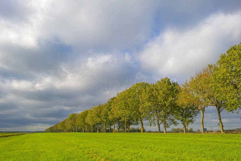Trees in Autumn Colors in a Field in a Cloudy Sunlight at Fall Stock ...