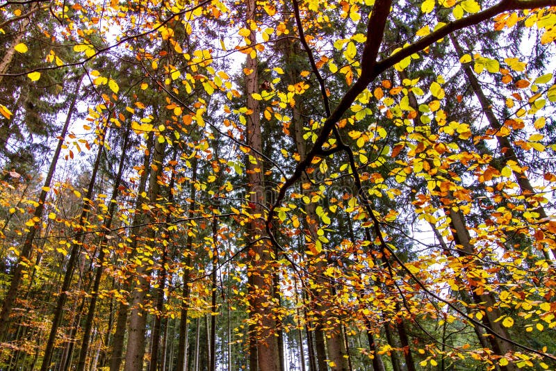 Trees with Autumn Coloured Leaves in Forest Stock Image - Image of ...