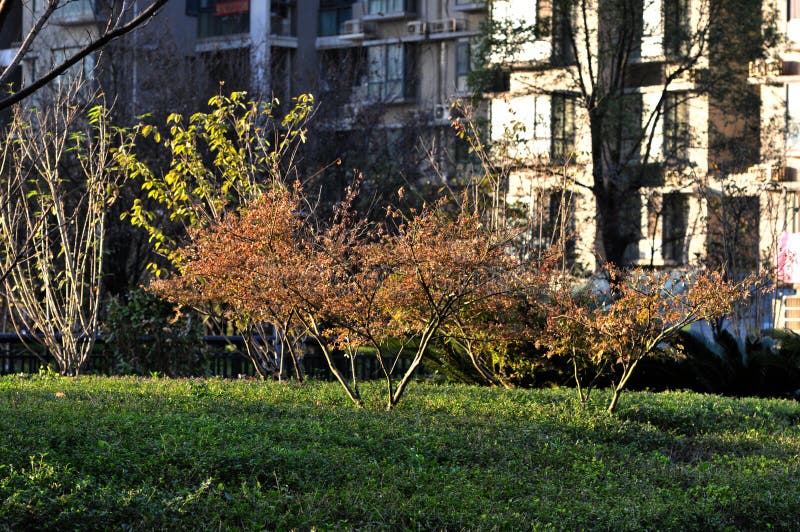 Trees in autumn courtyard stock photo. Image of berries - 163862124
